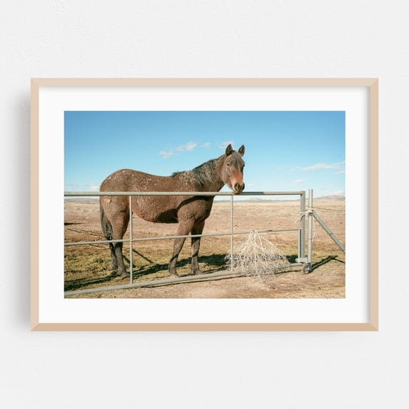 Horse in Seligman - Seligman Arizona Photography Horse Rural Farmhouse ...