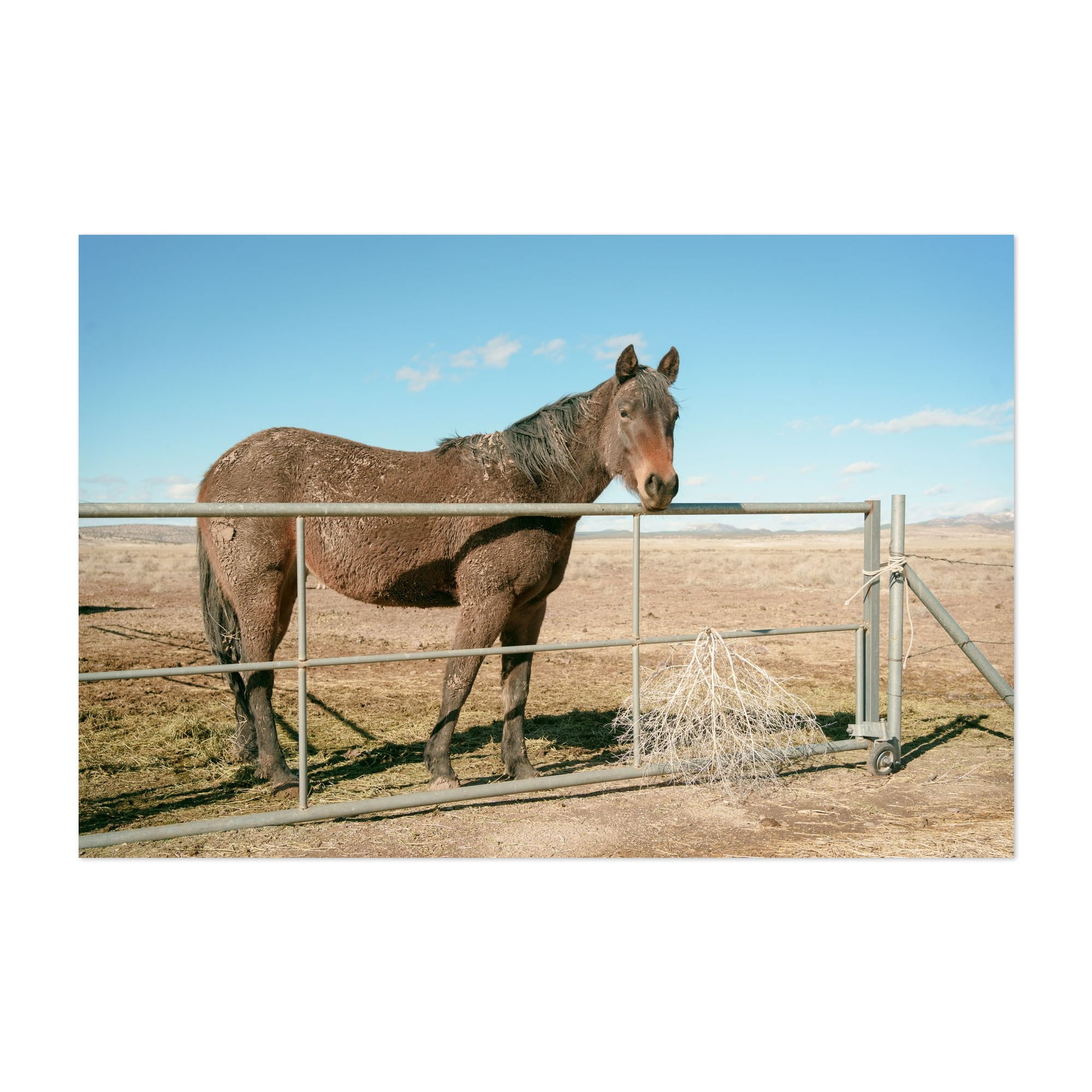 Horse in Seligman - Seligman Arizona Photography Horse Rural Farmhouse ...