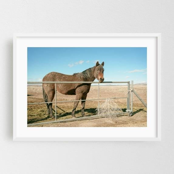 Horse in Seligman - Seligman Arizona Photography Horse Rural Farmhouse ...