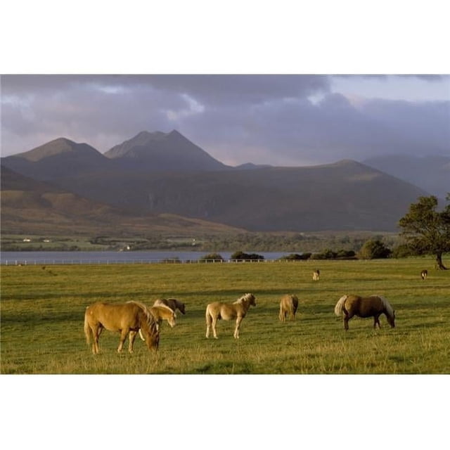 Horses Grazing Macgillycuddys Reeks Killarney National Park County ...