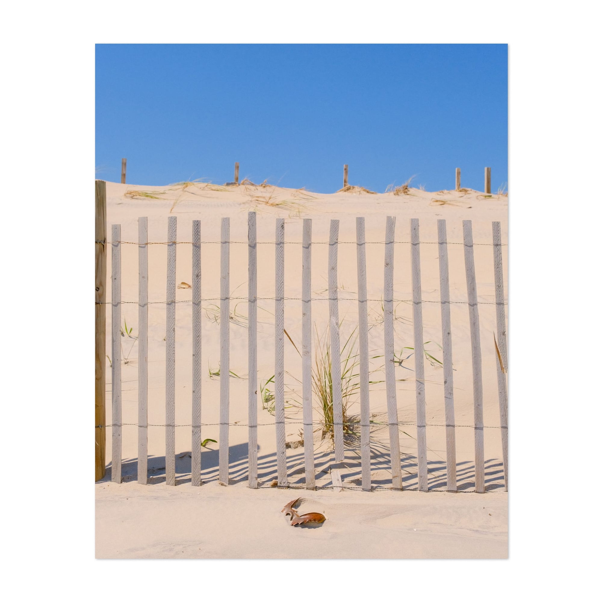 Horseshoe Crab Shell in the Dunes - Photography Unframed Wall Art Print ...