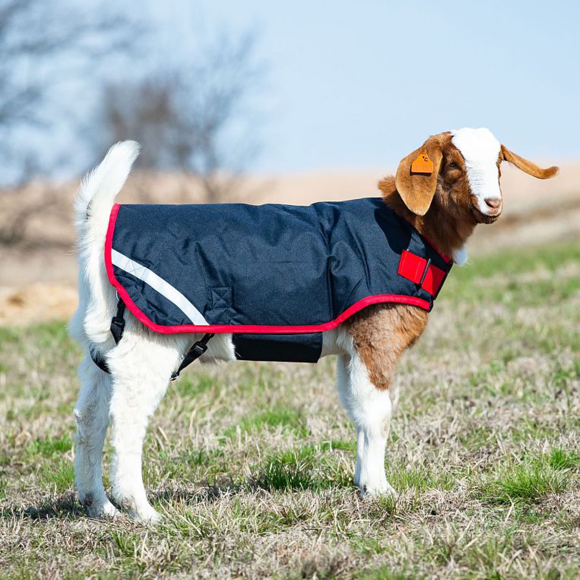 Horseware Ireland - Waterproof Goat Coat, Navy/Red, XL - Ideal for Show ...