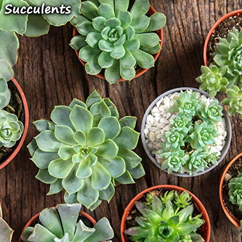 Horticultural Grade Perlite - One 8 Quart Bag ~2 Lbs - Grade 1, Fine ...