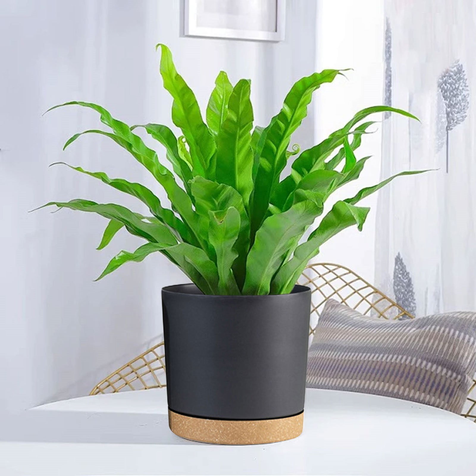 Horticultural Water Basin Mbxmh Clearance, 8In Flower Pot Anthony Black ...
