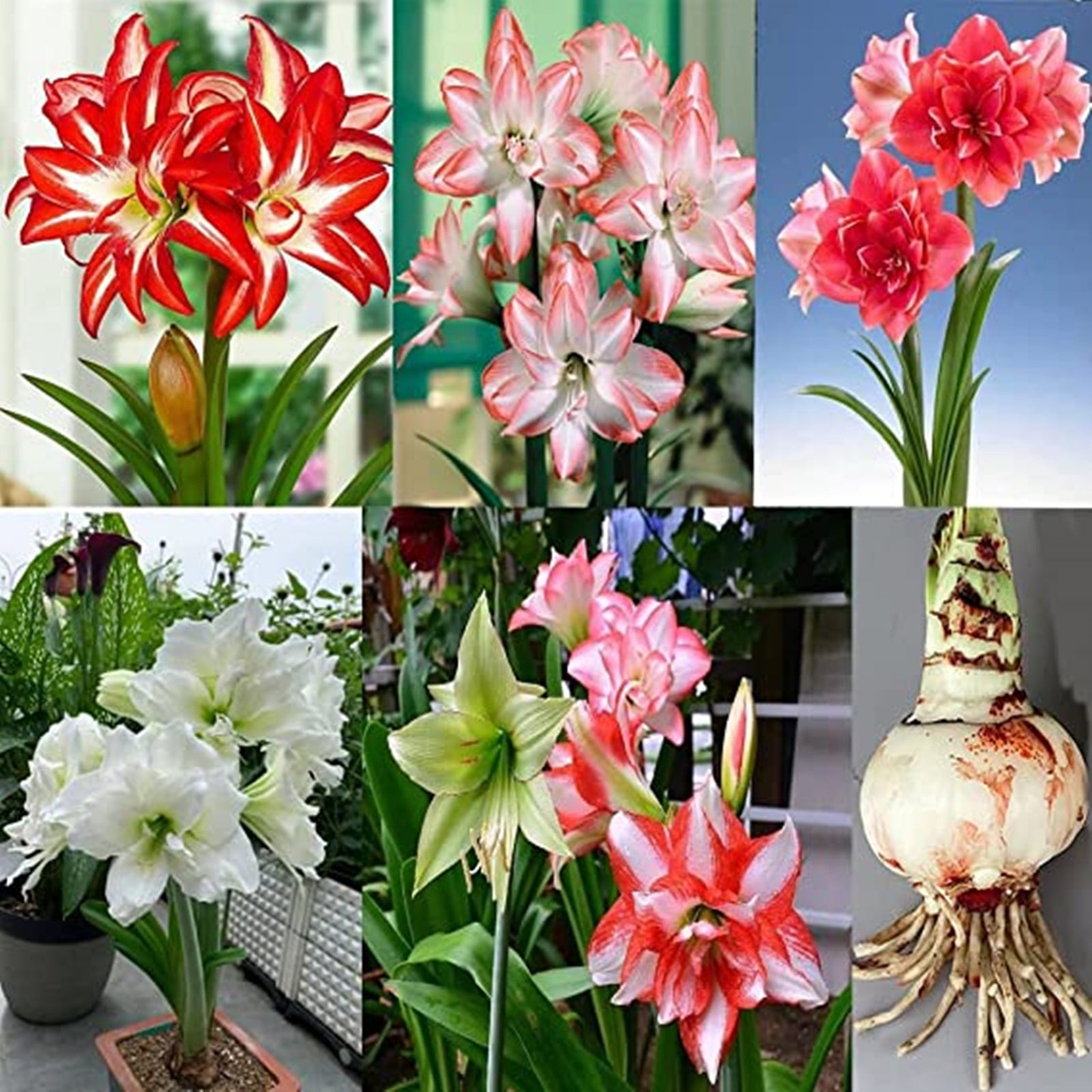 Horticulture,Amaryllis For Planting,Gardening Treasures,Graceful,No ...