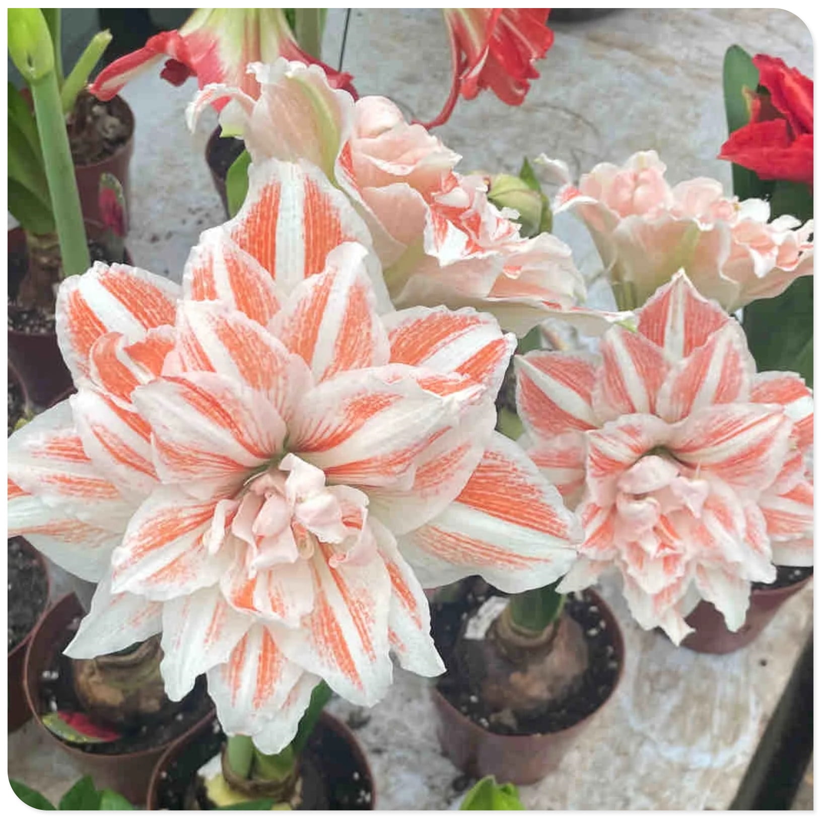 Horticulture,Amaryllis For Planting,Graceful,No Water Needed,Pots to ...