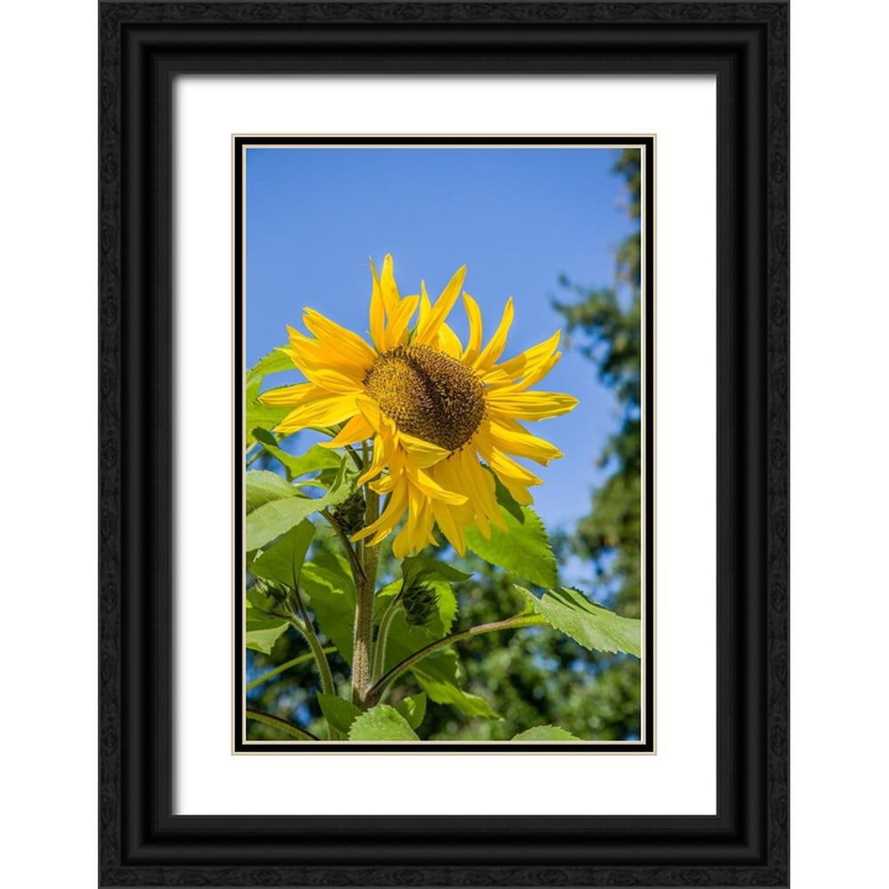 Horton, Janet 11x14 Black Ornate Wood Framed with Double Matting Museum ...