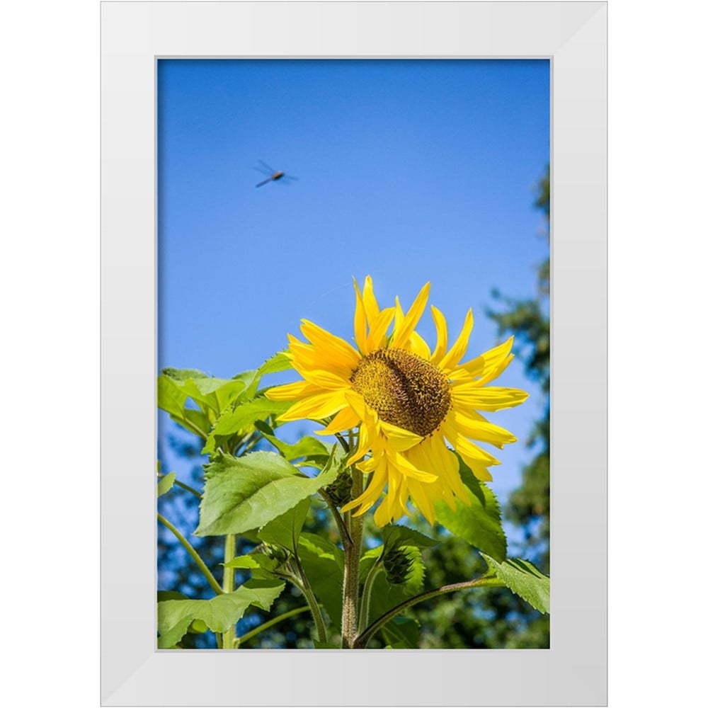 Horton, Janet 11x14 White Modern Wood Framed Museum Art Print Titled ...