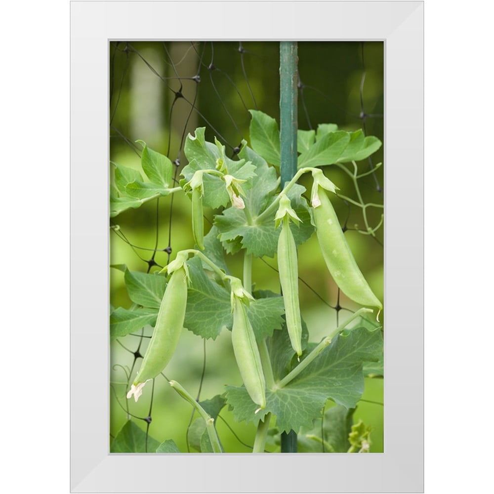 Horton, Janet 11x14 White Modern Wood Framed Museum Art Print Titled ...
