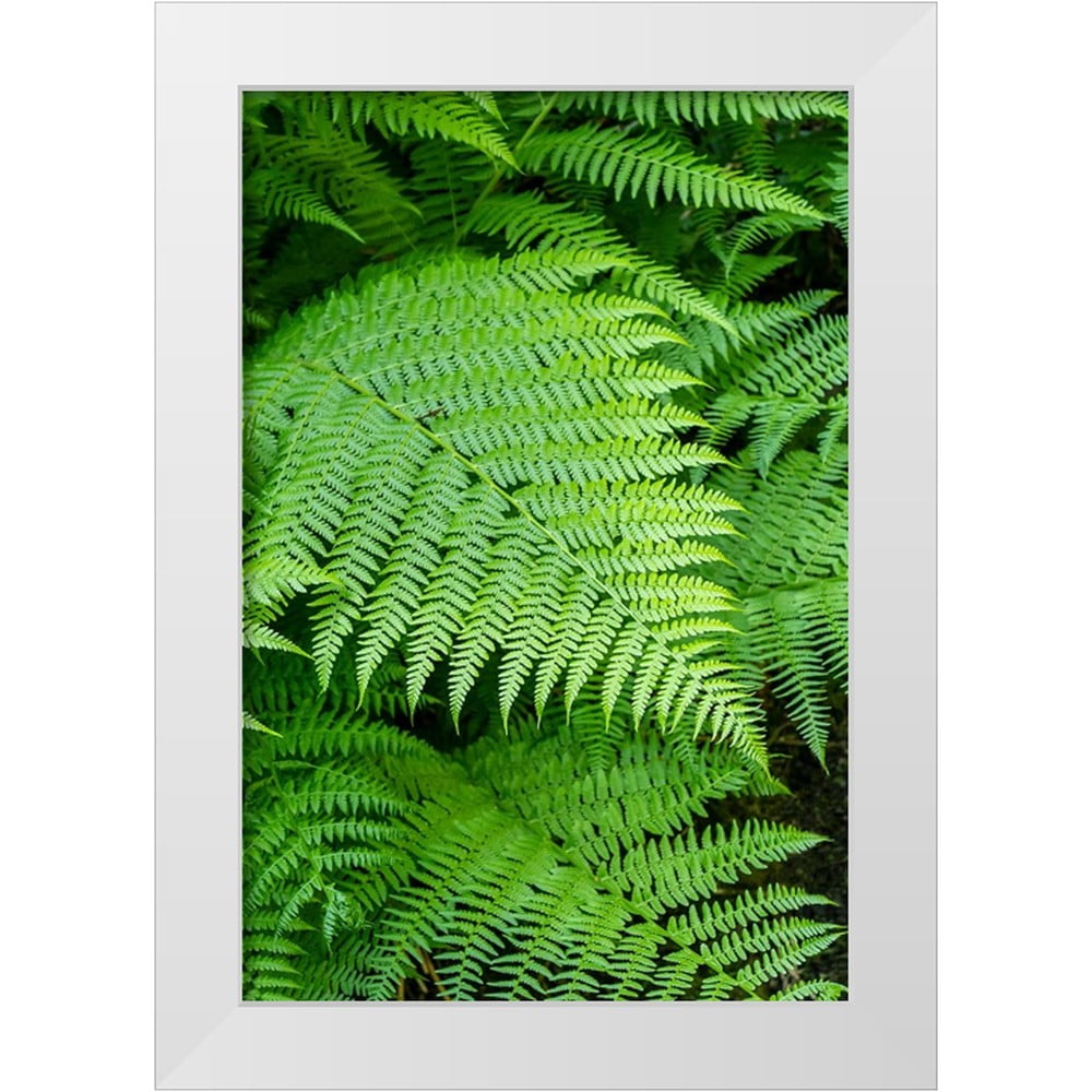 Horton, Janet 17x24 White Modern Wood Framed Museum Art Print Titled ...