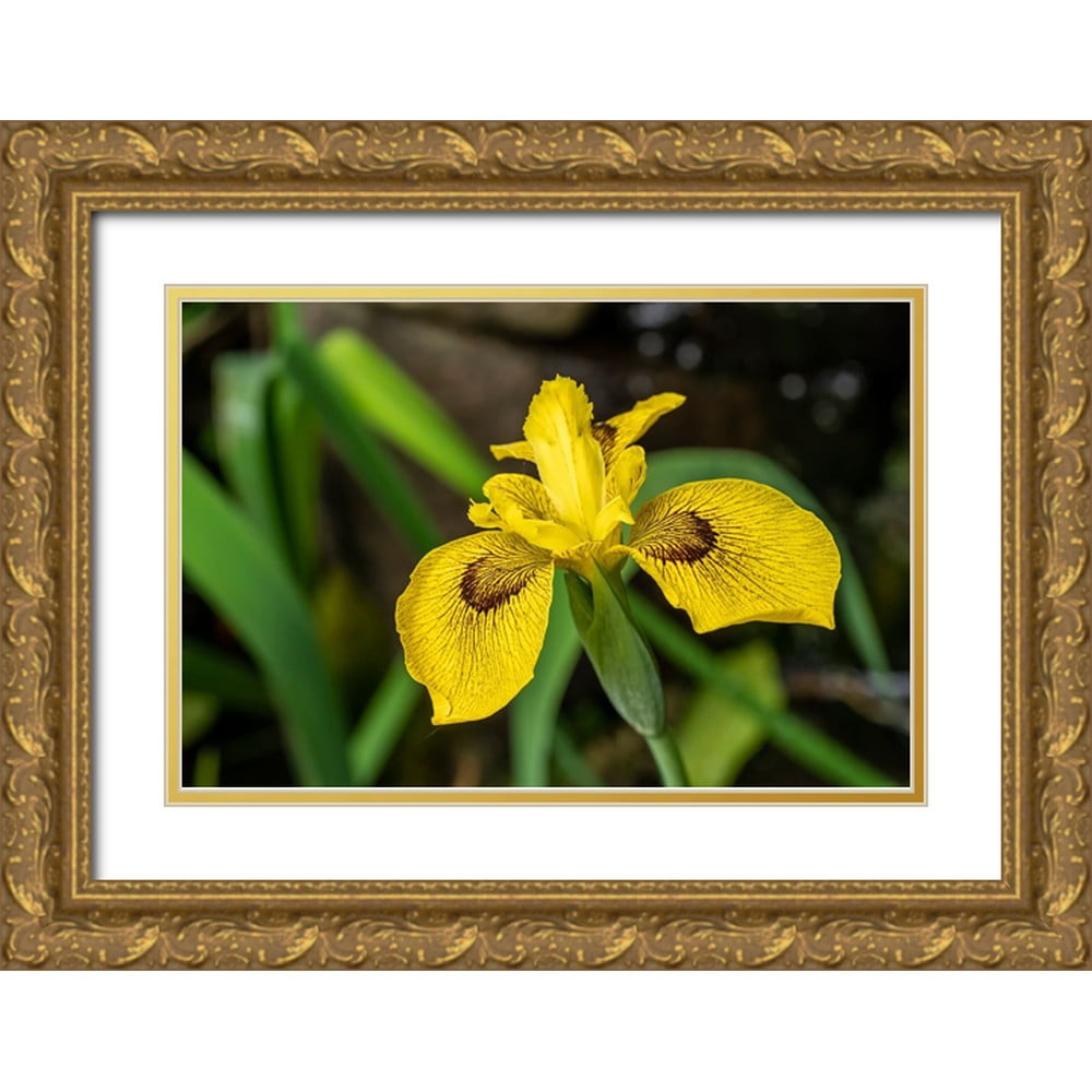 Horton, Janet 24x17 Gold Ornate Wood Framed with Double Matting Museum ...