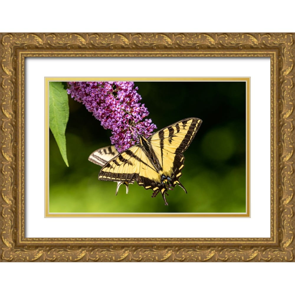 Horton, Janet 24x17 Gold Ornate Wood Framed with Double Matting Museum ...