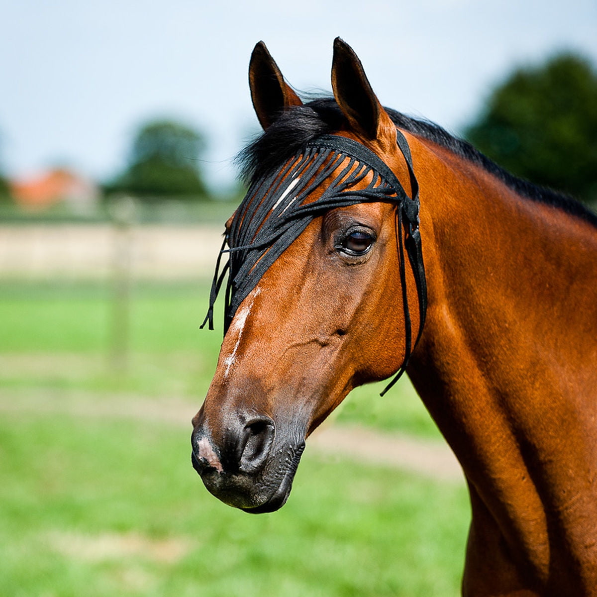 HORZE Simple Lightweight Insect and Fly Veil for Sensitive Horses ...