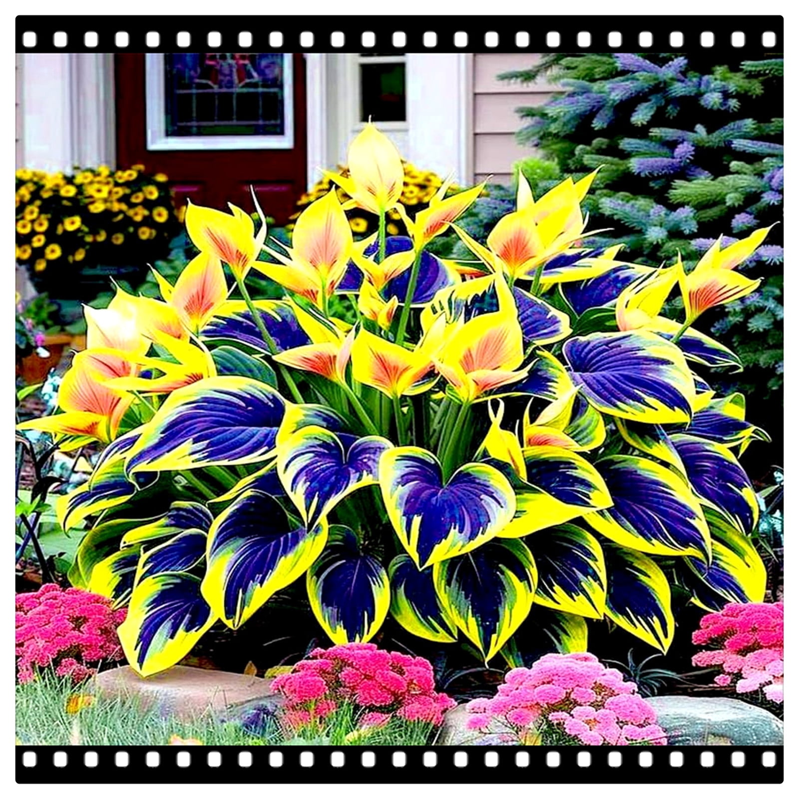 Hosas Bulbs/Professional Planting for Fill Shady Corners Garden/ Simple ...