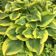 10 Hosta Big Blue Mixed -Perennial Bare Roots--Shade Loving Plants ...