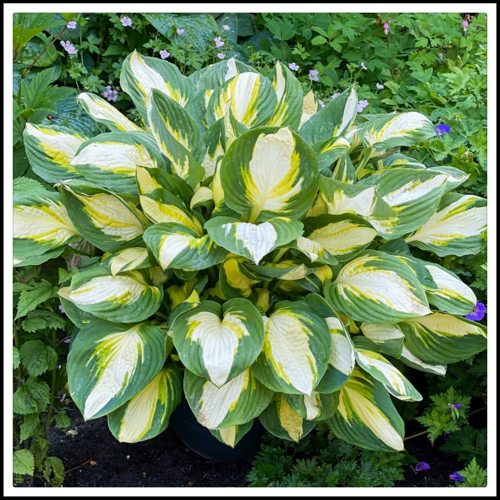 Hosta-Beautiful-Elegant posture-Gardening Bulk Ornament-Attracts ...