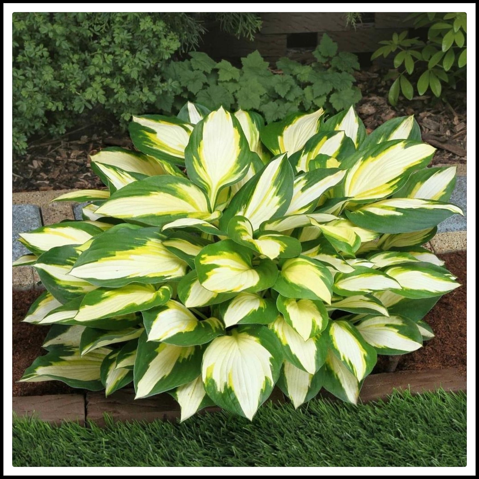 Hosta-Beautiful-Elegant posture-Gardening Bulk Ornament-Attracts ...
