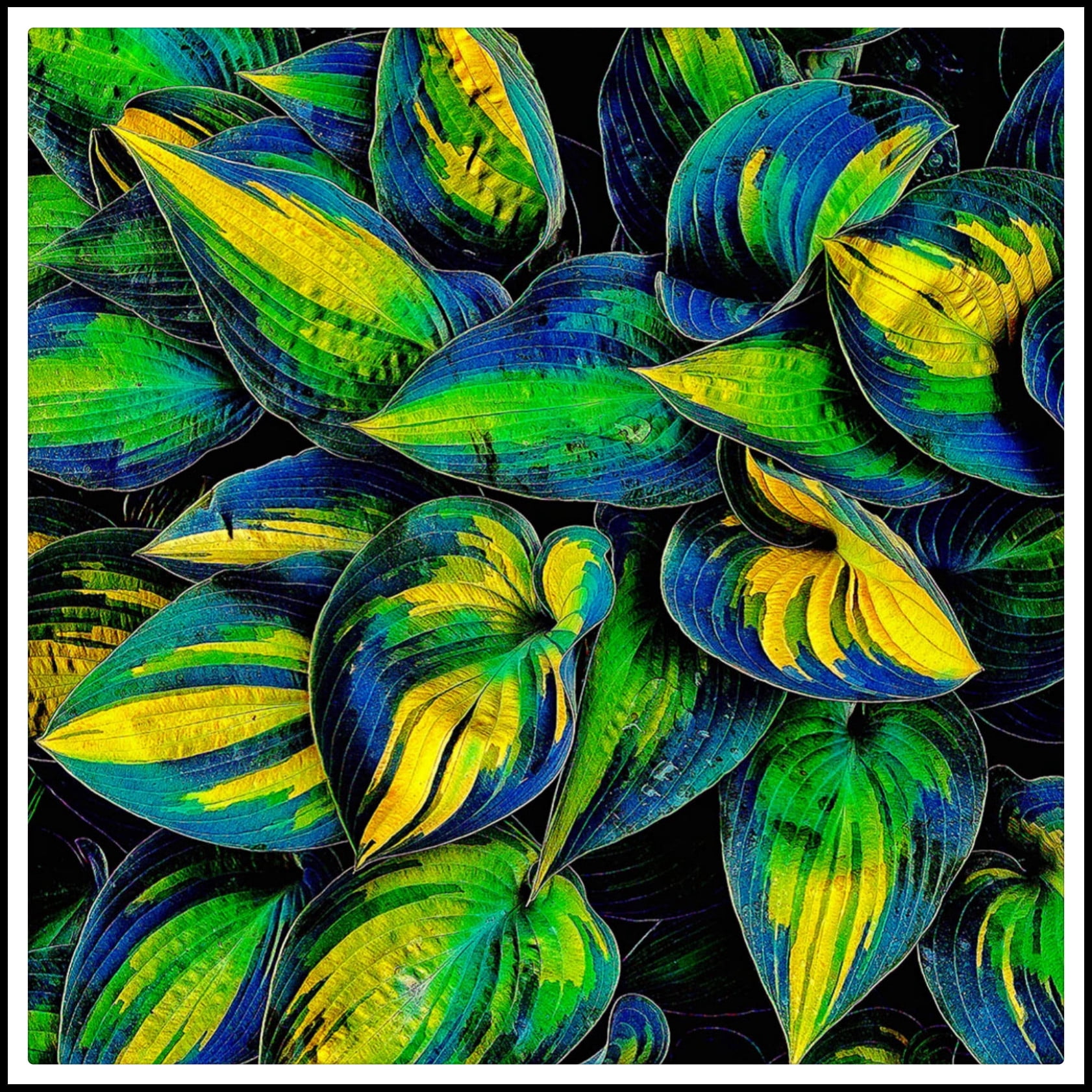 Hosta-Beautiful-Elegant posture-Gardening Bulk Ornament-Attracts ...