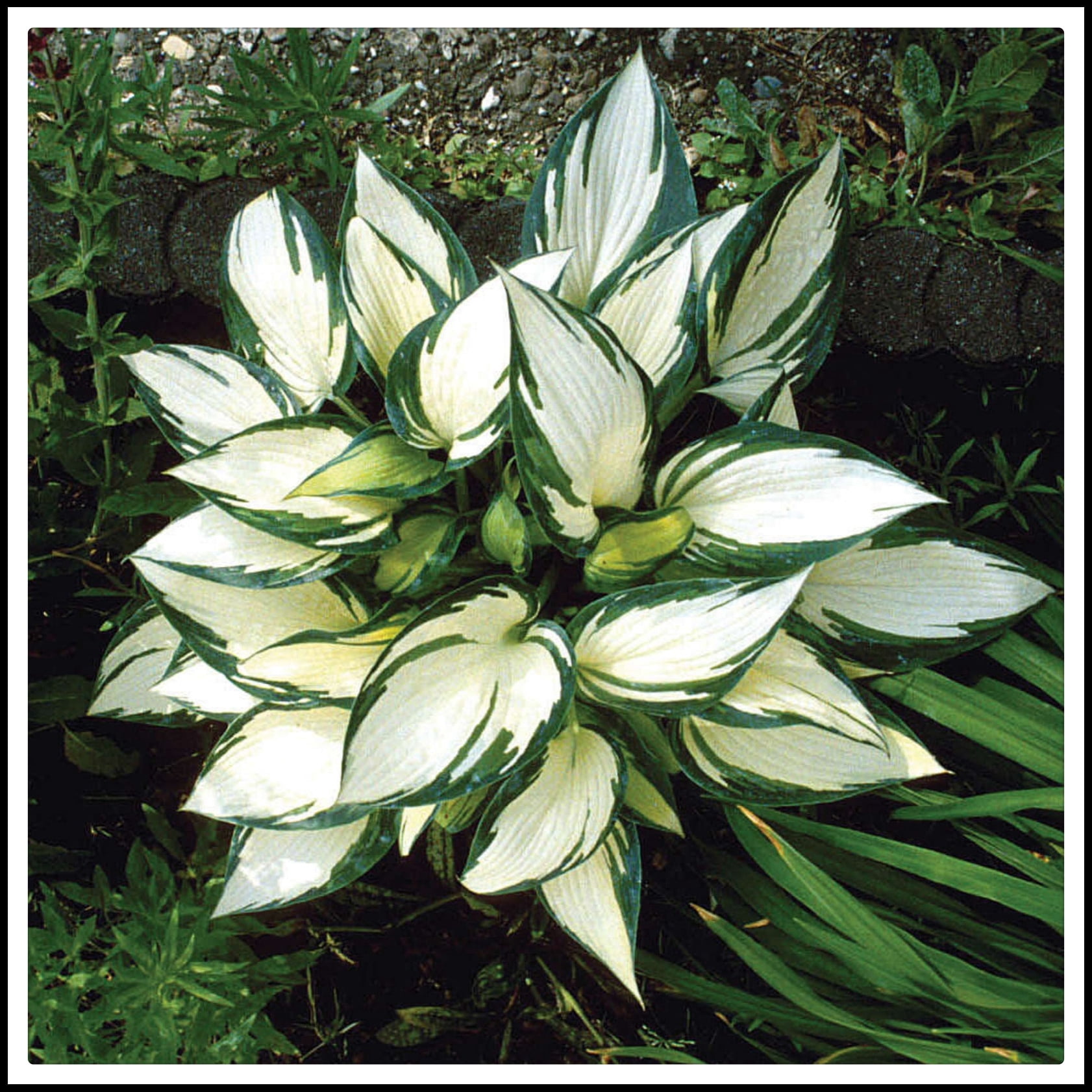 Hosta-Beautiful-Elegant posture-Gardening Bulk Ornament-Attracts ...