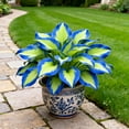 Hosta-Blooms every year-Premium Garden Stakes -Fast-Growing bulbs ...