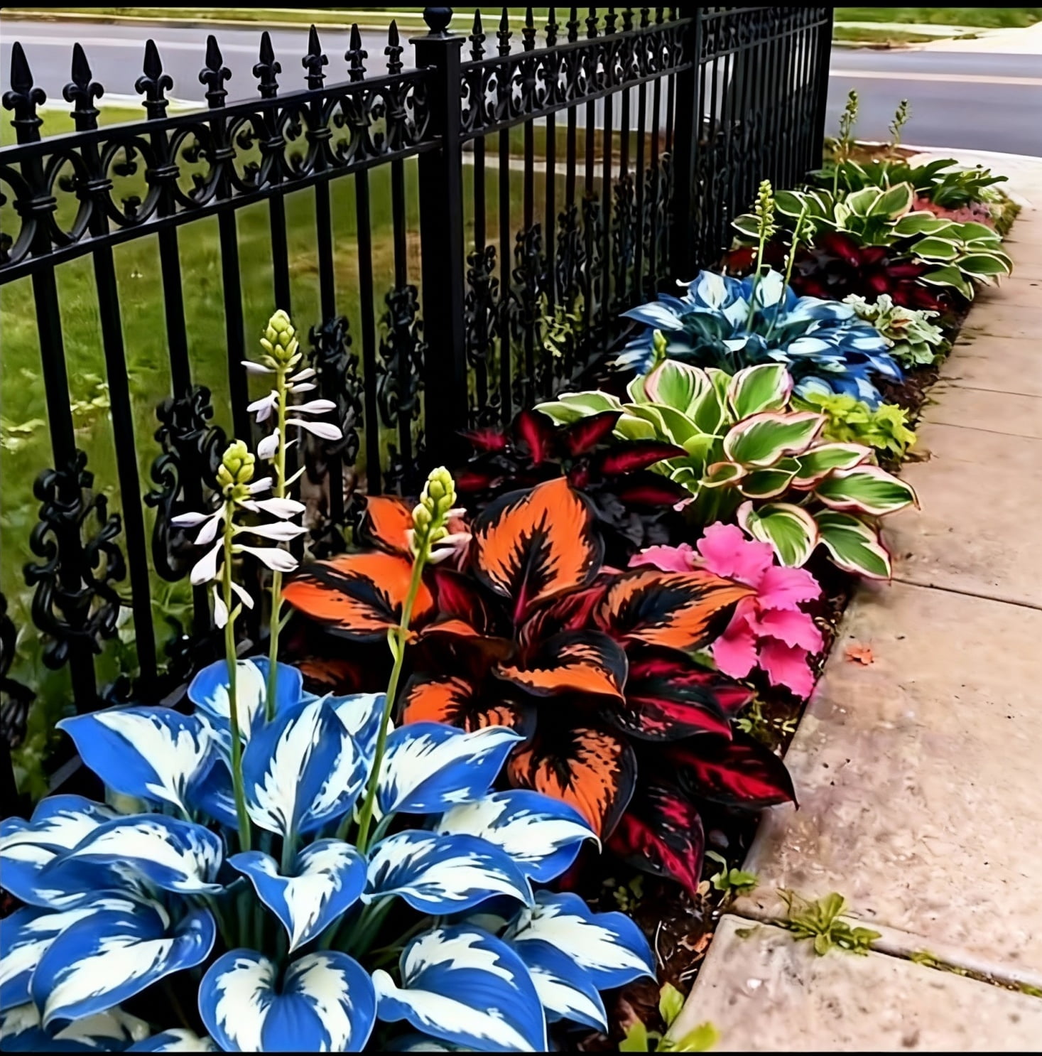 Hosta-Blooms every year-Premium Garden Stakes -Fast-Growing bulbs ...