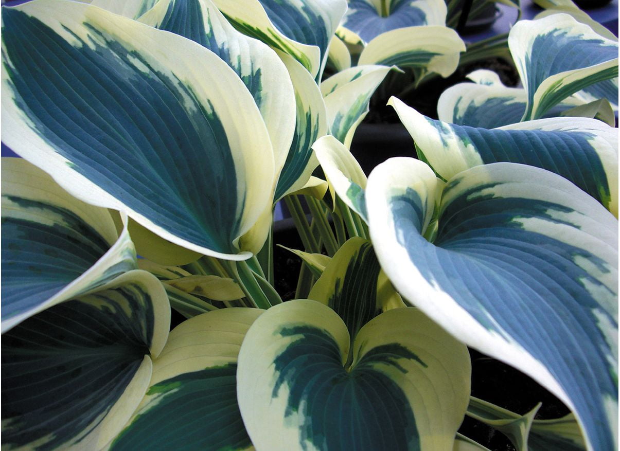 Hosta 'Blue Angel' -Plantain Lily- Live Starter Plant - Walmart.com