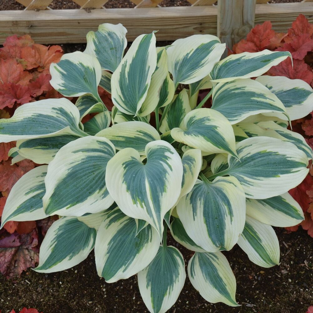Hosta Blue Ivory 5.25" Pot Well Rooted Perennial Shade Plant Flowers ...