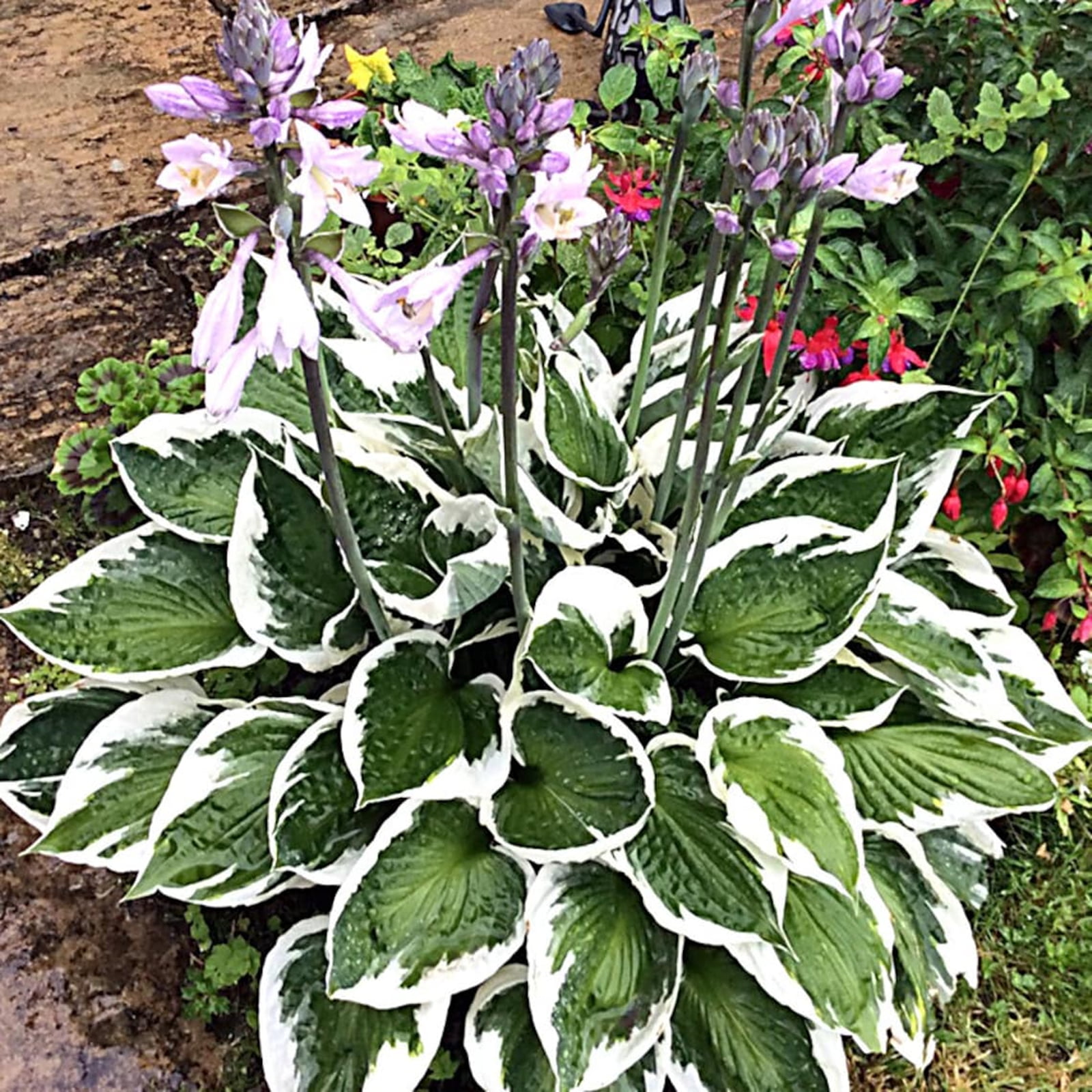 Hosta Bulbs, Cold And Drought Tolerant, As Indoor Potted Plants.The Flowers Are Elegant And Have ...