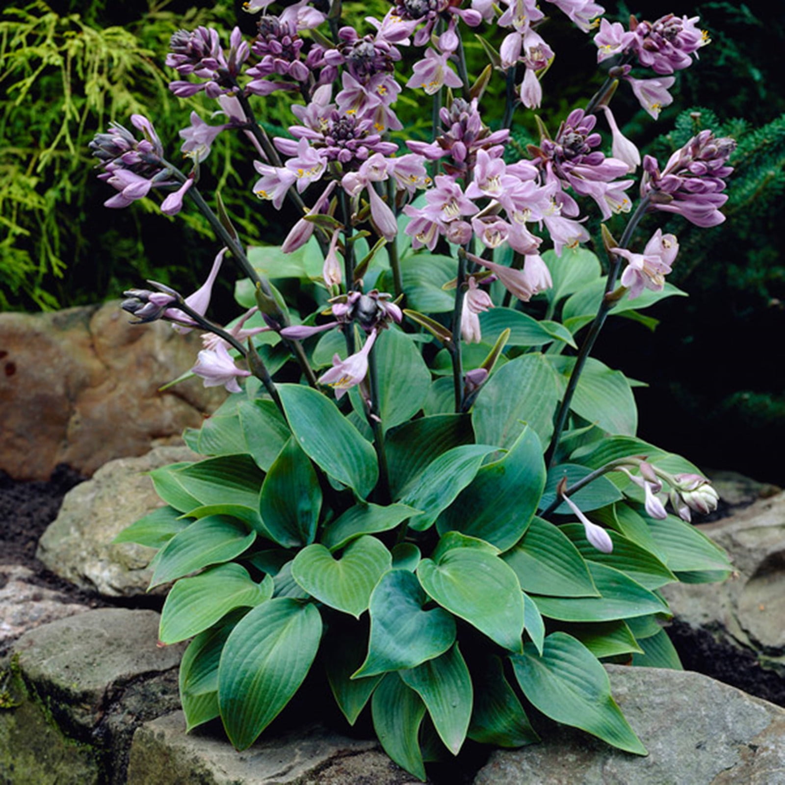 Hosta Bulbs, Cold And Drought Tolerant, As Indoor Potted Plants.The Flowers Are Elegant And Have ...