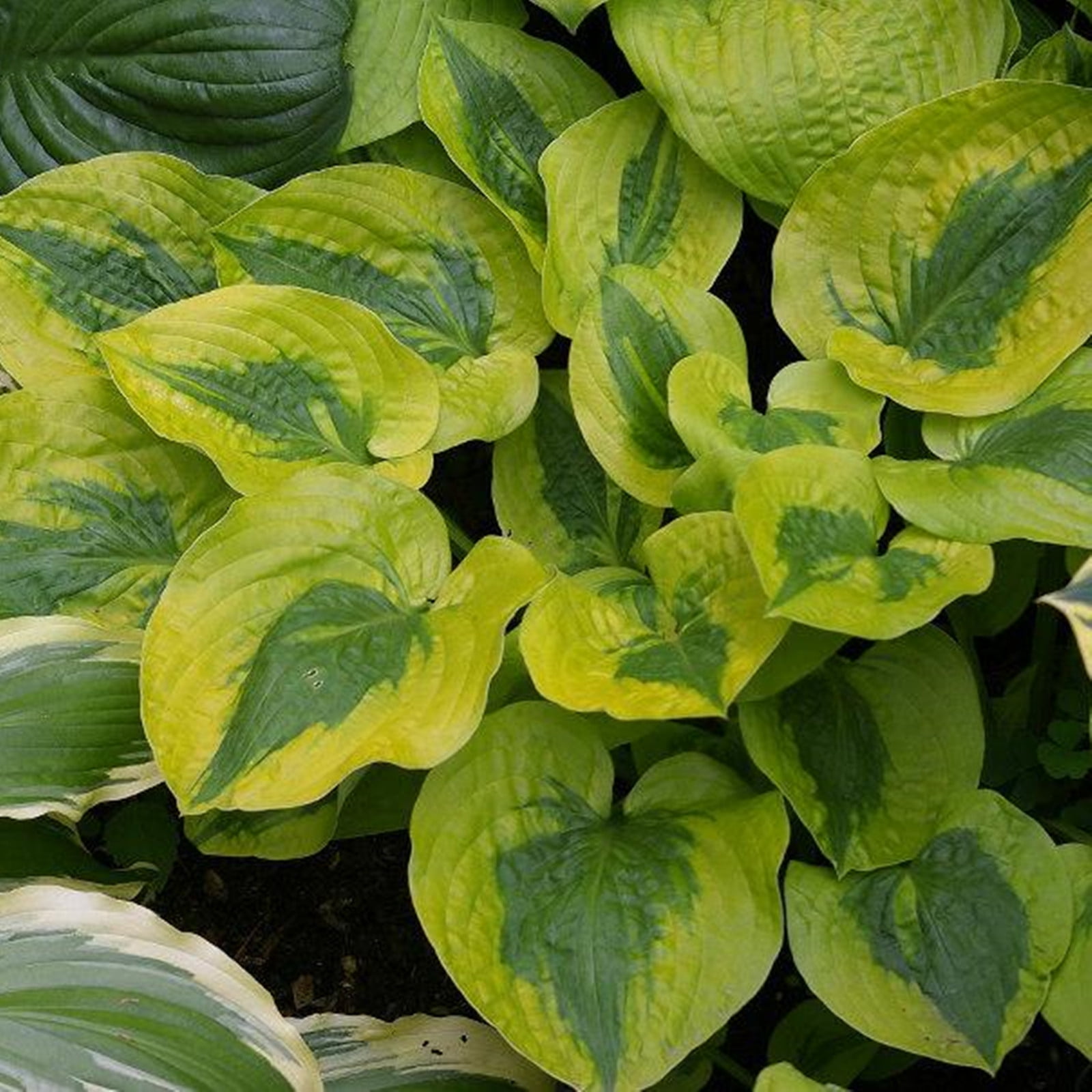 Hosta Bulbs, Cold And Drought Tolerant, Garden Courtyard Decoration, As Indoor Potted Plants ...