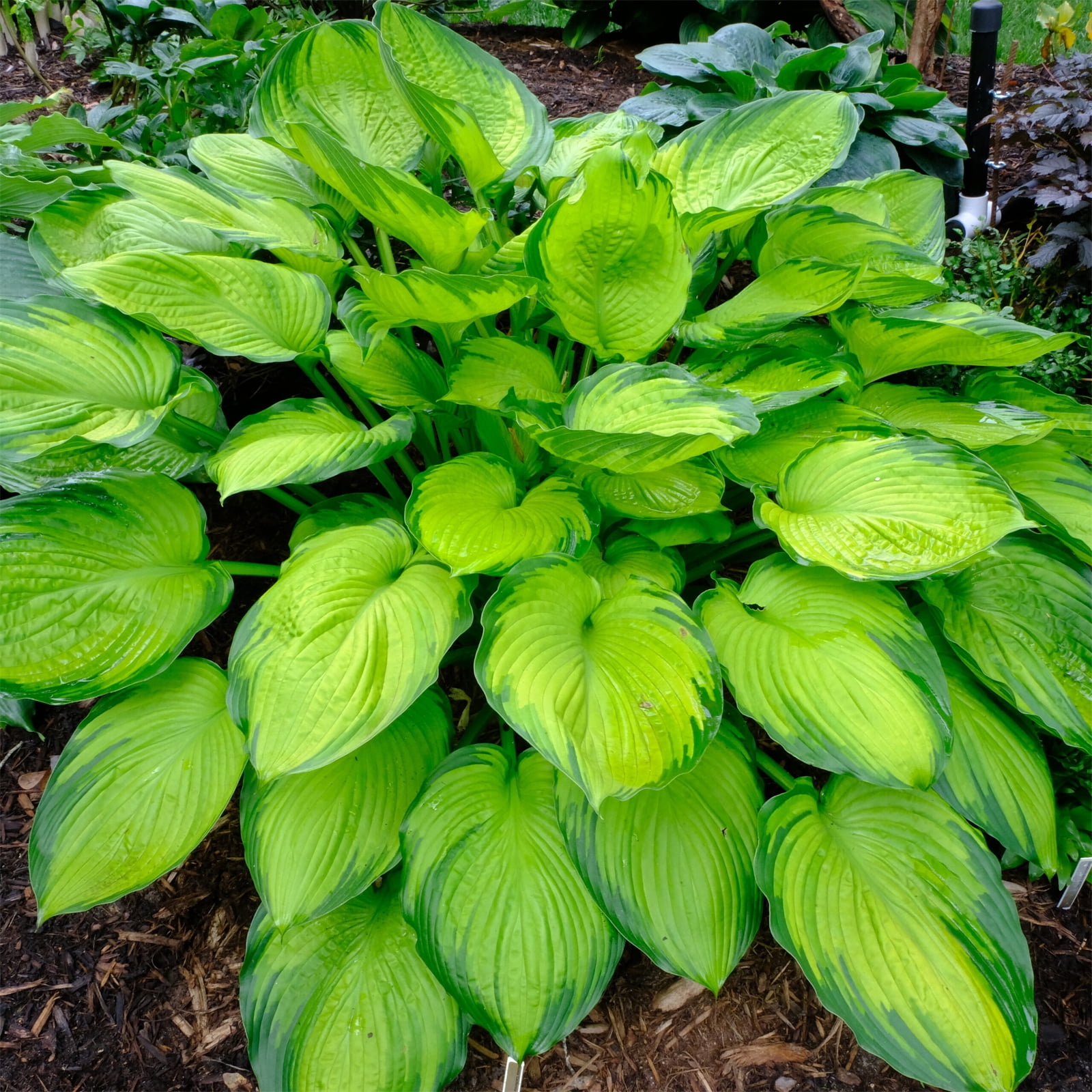 Hosta Bulbs,Easy To Care For, Four Seasons, Hosta Plants Bulbs, Hosta ...
