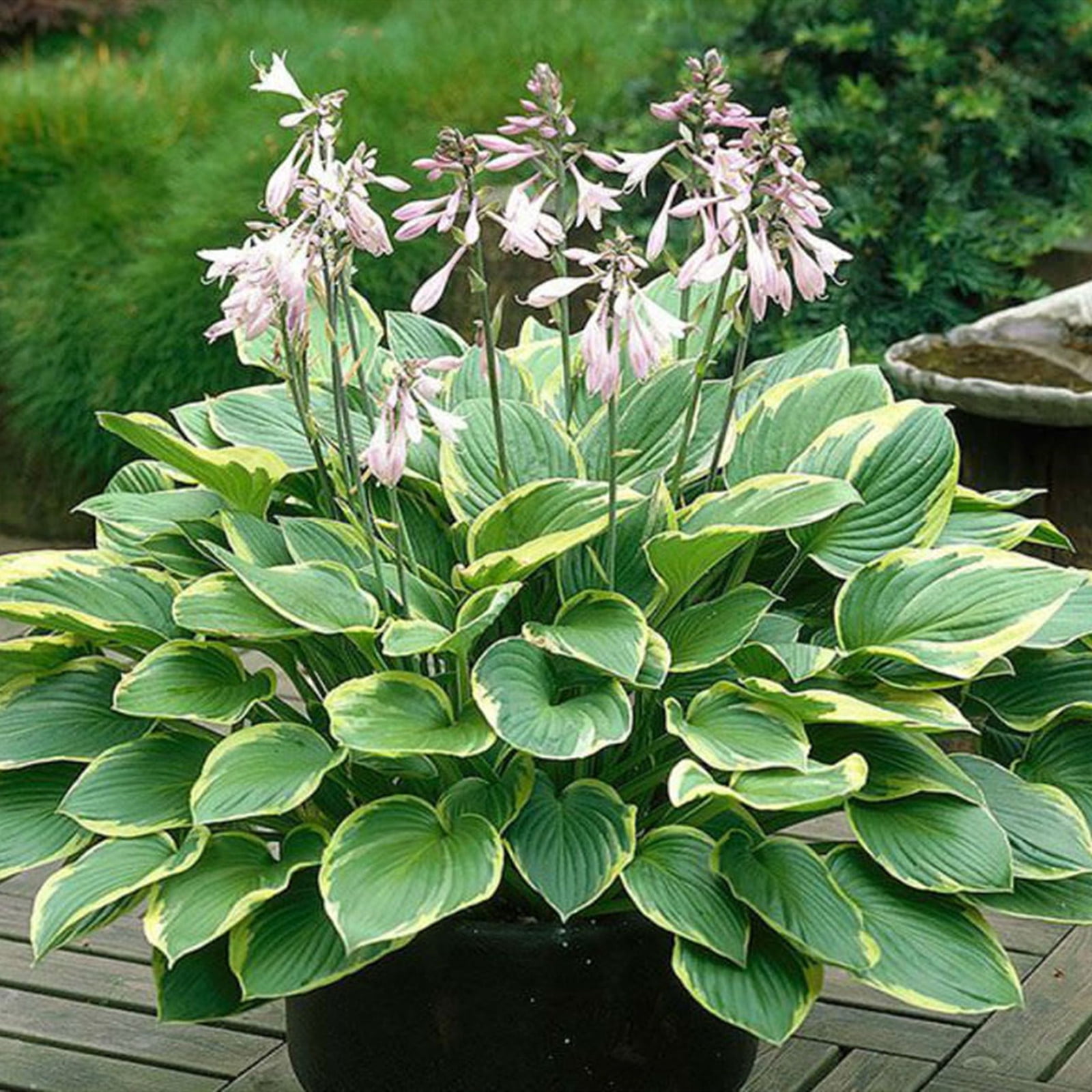 Hosta Bulbs,Easy To Care For, Hosta Plants Bulbs, Hosta Plants For Sale ...