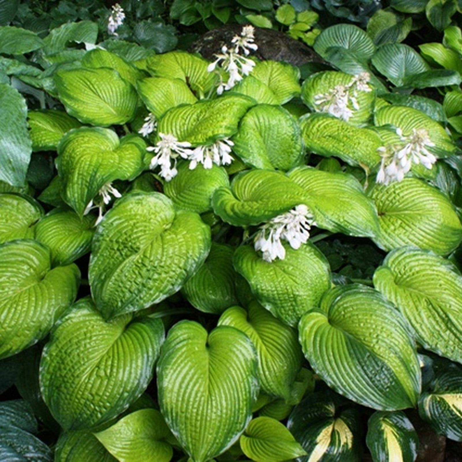 Hosta Bulbs,Easy To Care For, Hosta Plants Bulbs, Hosta Plants For Sale ...