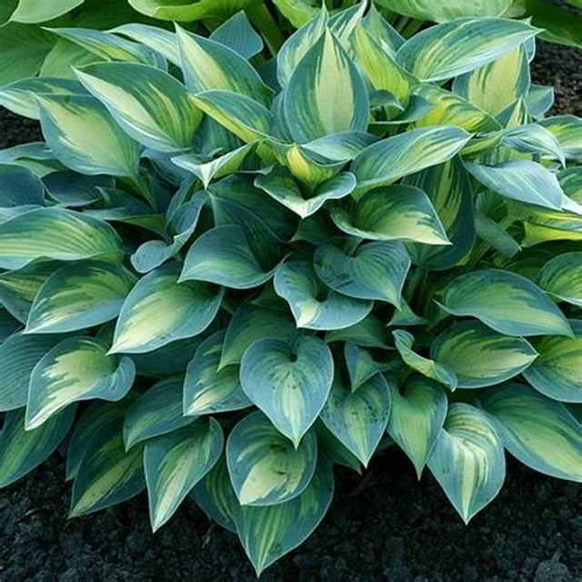 Hosta Bulbs,Easy To Care For, Hostas Rhizomes, Four Seasons, Hosta ...