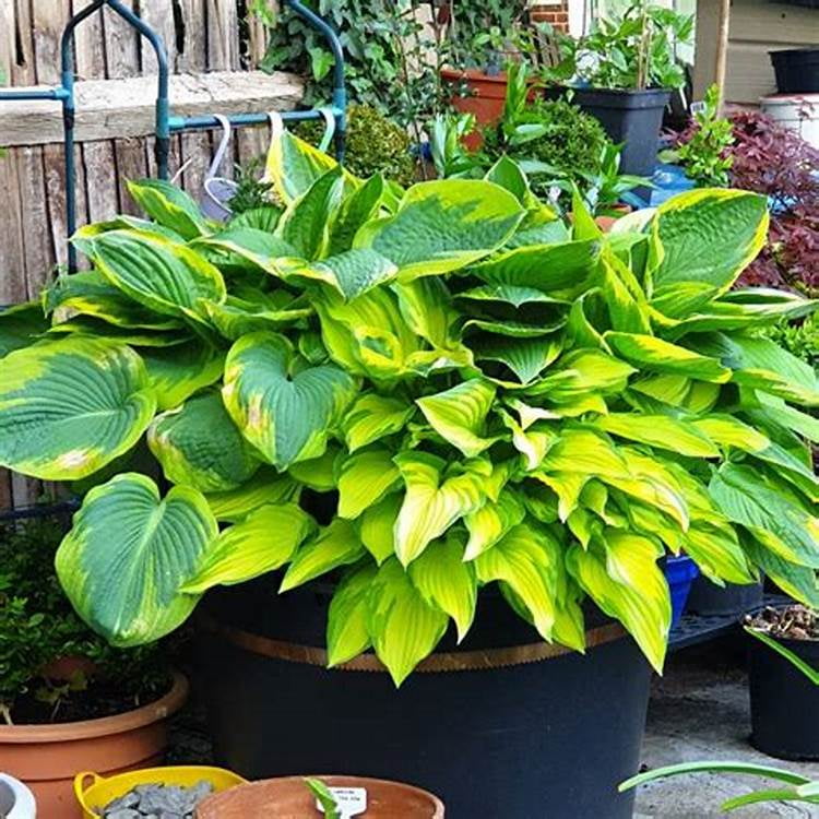 Hosta Bulbs,Easy To Care For, Hostas Rhizomes, Four Seasons, Hosta ...