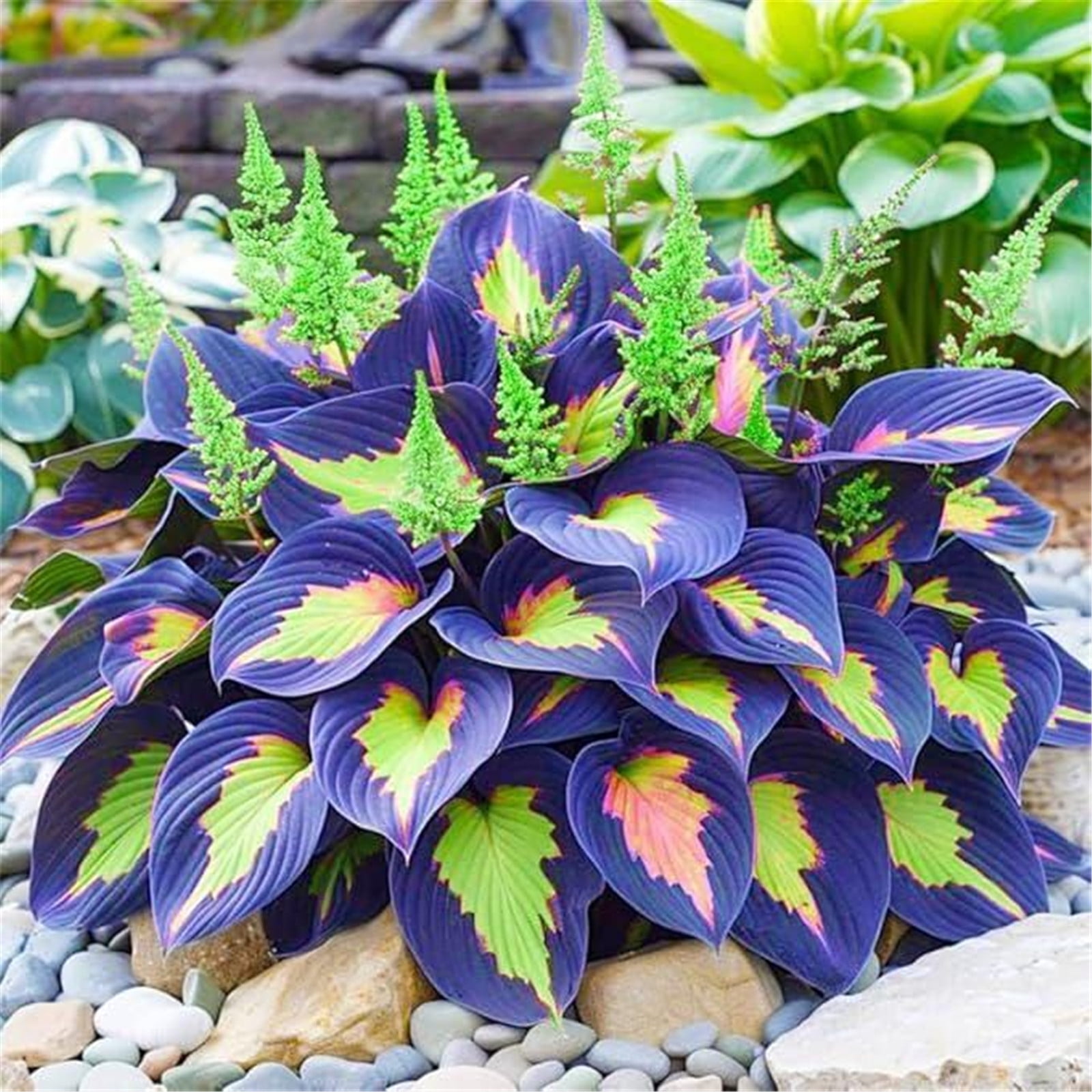 Hosta-Bulbs For Planting - Garden-Bulk-Elegance Decoration - Beautiful ...