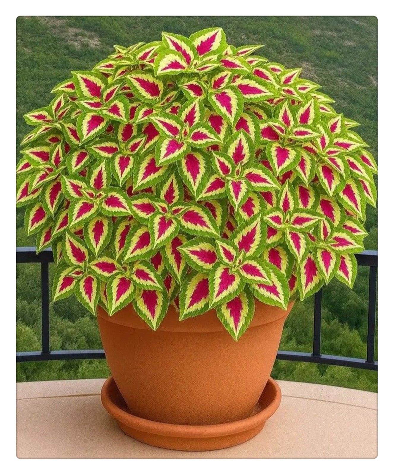 Hosta-Bulbs For Planting - Garden-Bulk-Elegance Decoration - Premium ...