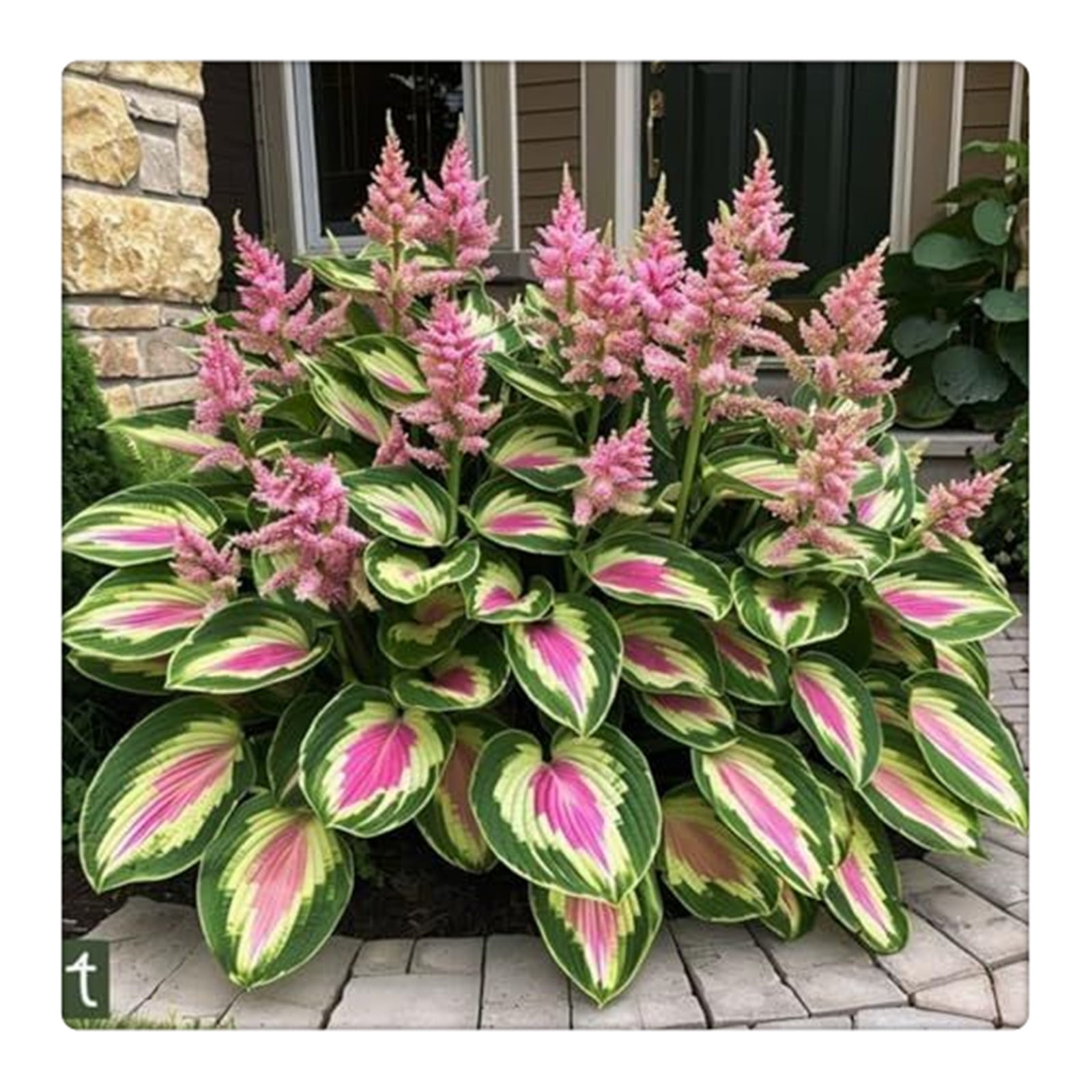 Hosta-Bulbs For Planting - Garden - Bulk-Elegance Decoration - Premium ...