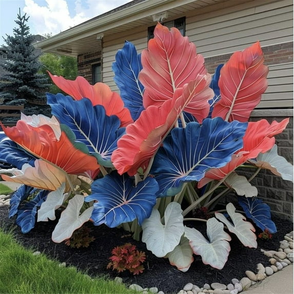 Hosta-Bulbs For Planting - Garden - Bulk-Elegance Decoration - Premium ...