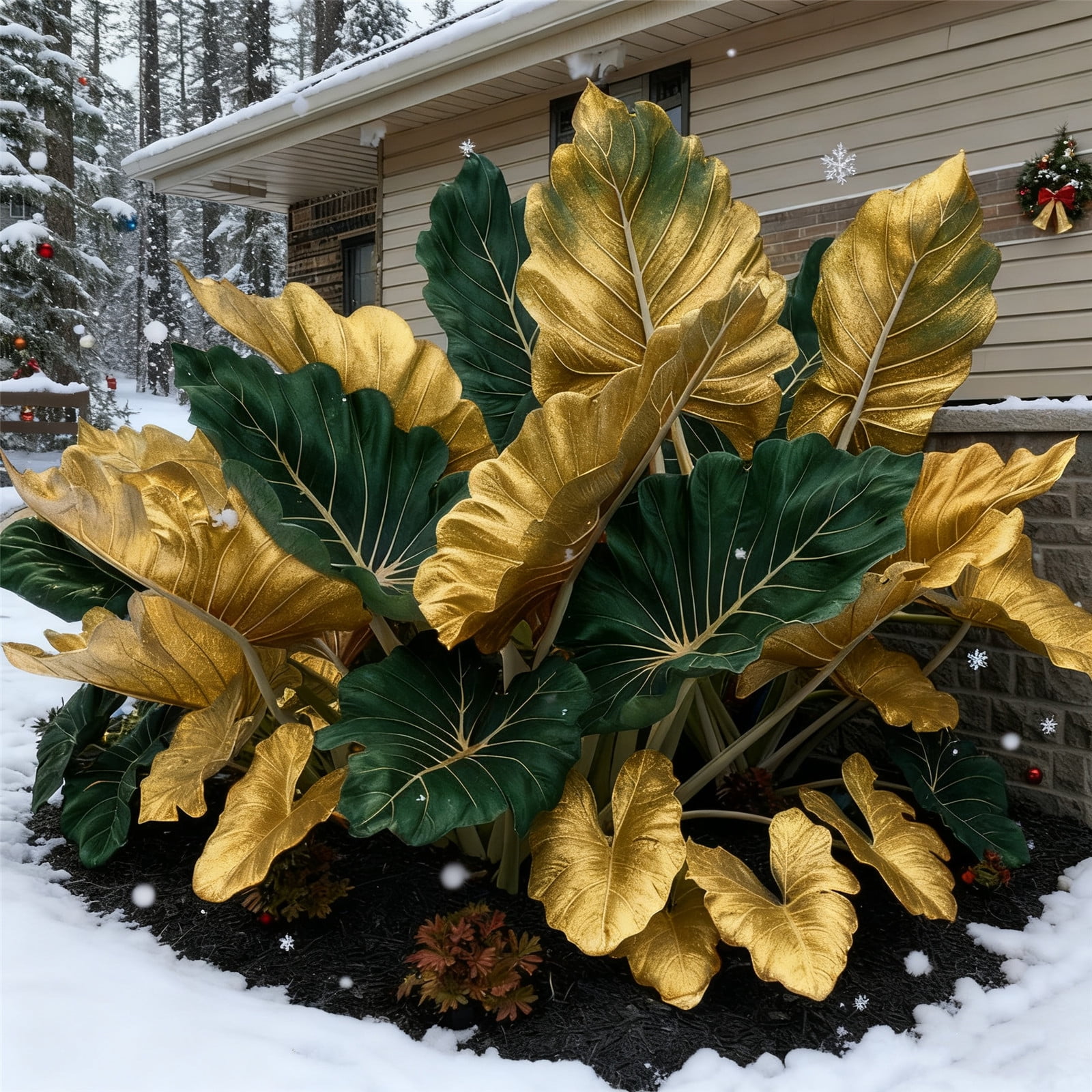 Hosta-Bulbs For Planting - Garden - Bulk-Elegance Decoration - Premium ...