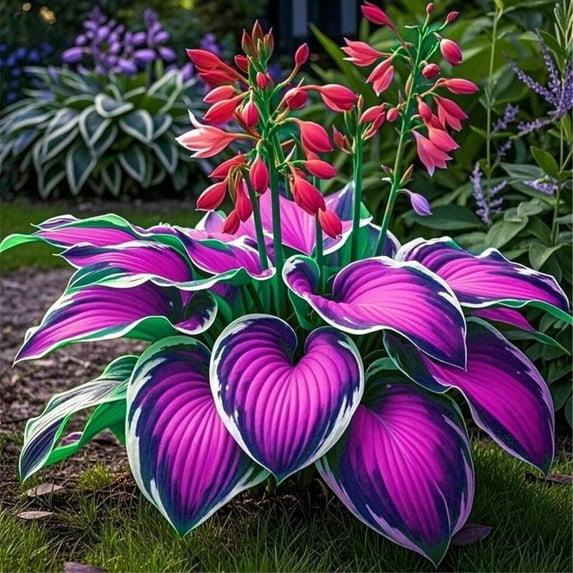 Hosta-Bulbs For Planting - Garden - Bulk-Elegance Decoration - Premium ...
