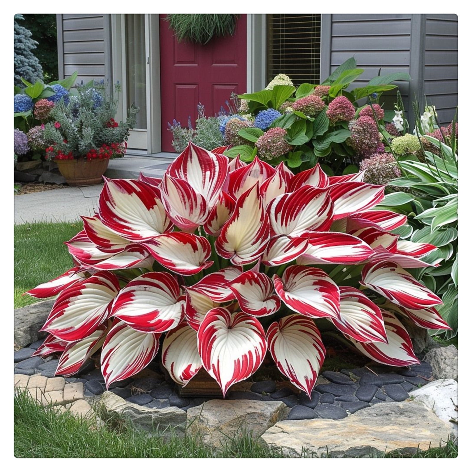 Hosta-Bulbs For Planting - Garden - Elegance Decoration - Premium ...