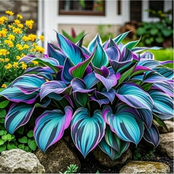 Hosta-Bulbs For Planting - Garden Elegance Decoration - Premium Garden ...