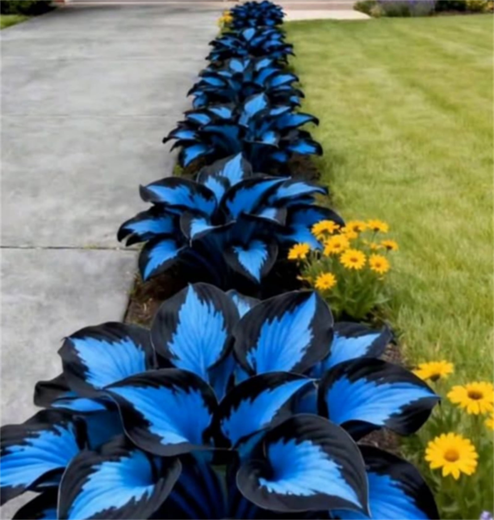 Hosta-Bulbs - For Planting - Garden Elegance Decoration - Premium ...