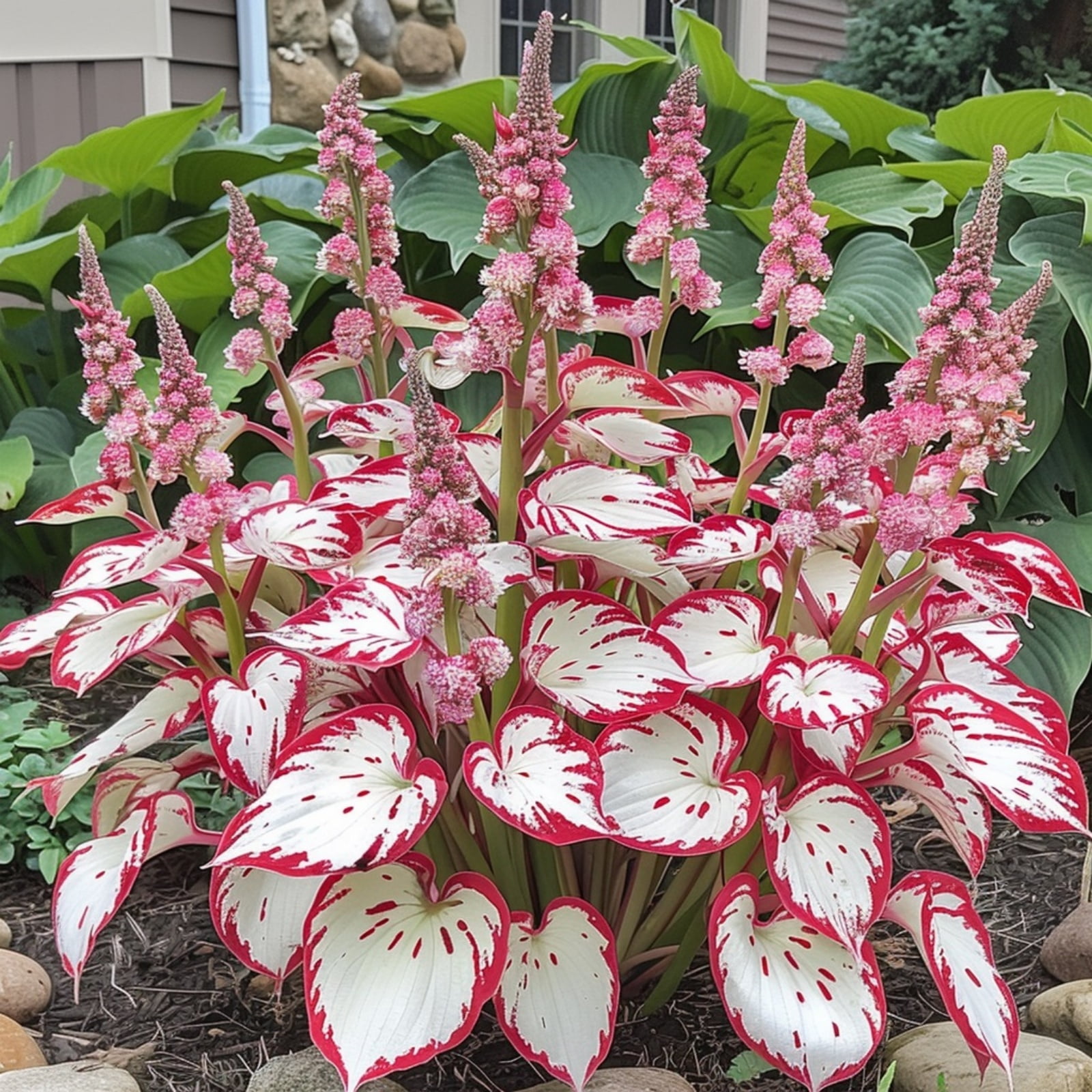 Hosta-Bulbs For Planting - Garden Elegance Decoration - Premium Garden ...