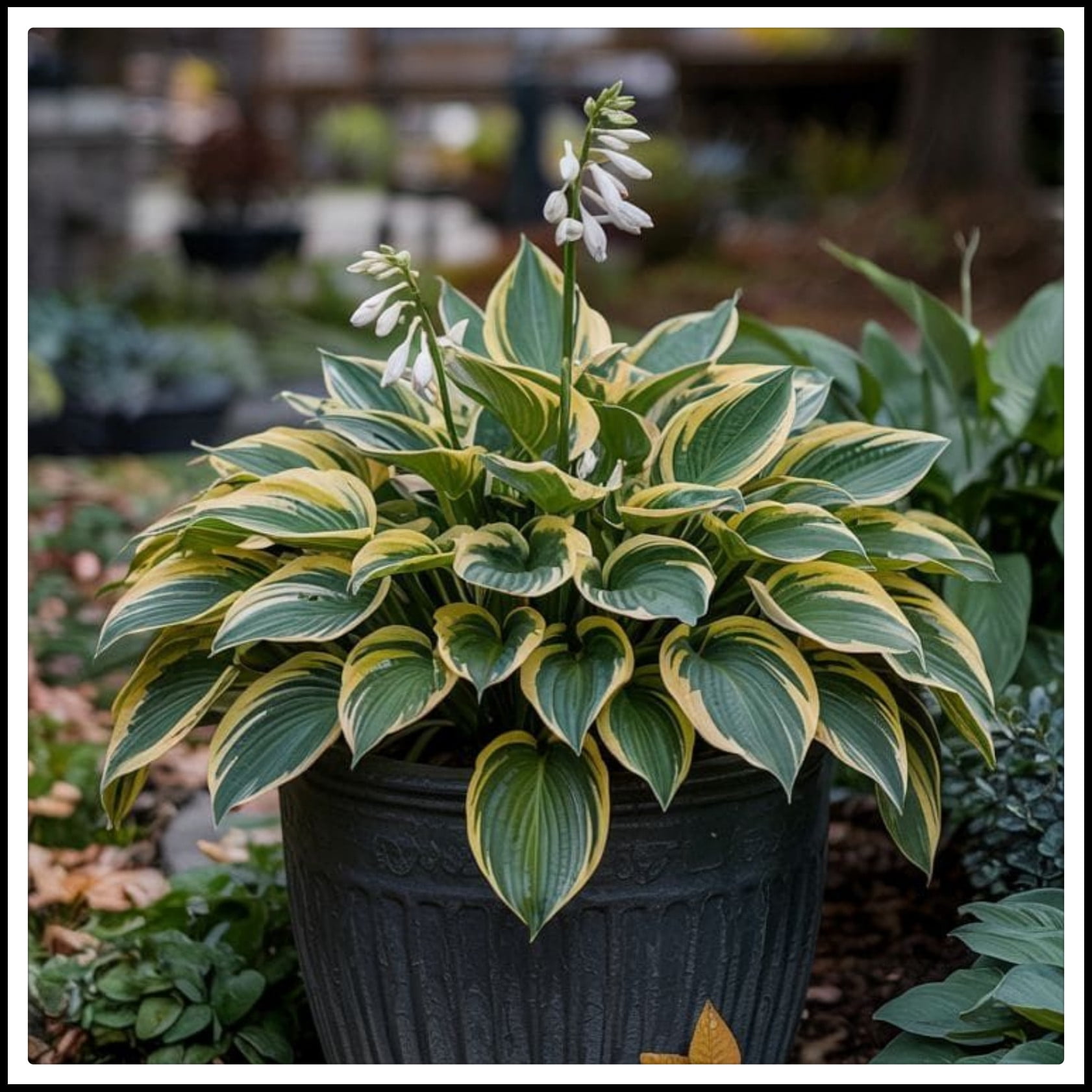 Hosta-Bulbs For Planting - Garden Elegance Decoration - Premium Garden ...
