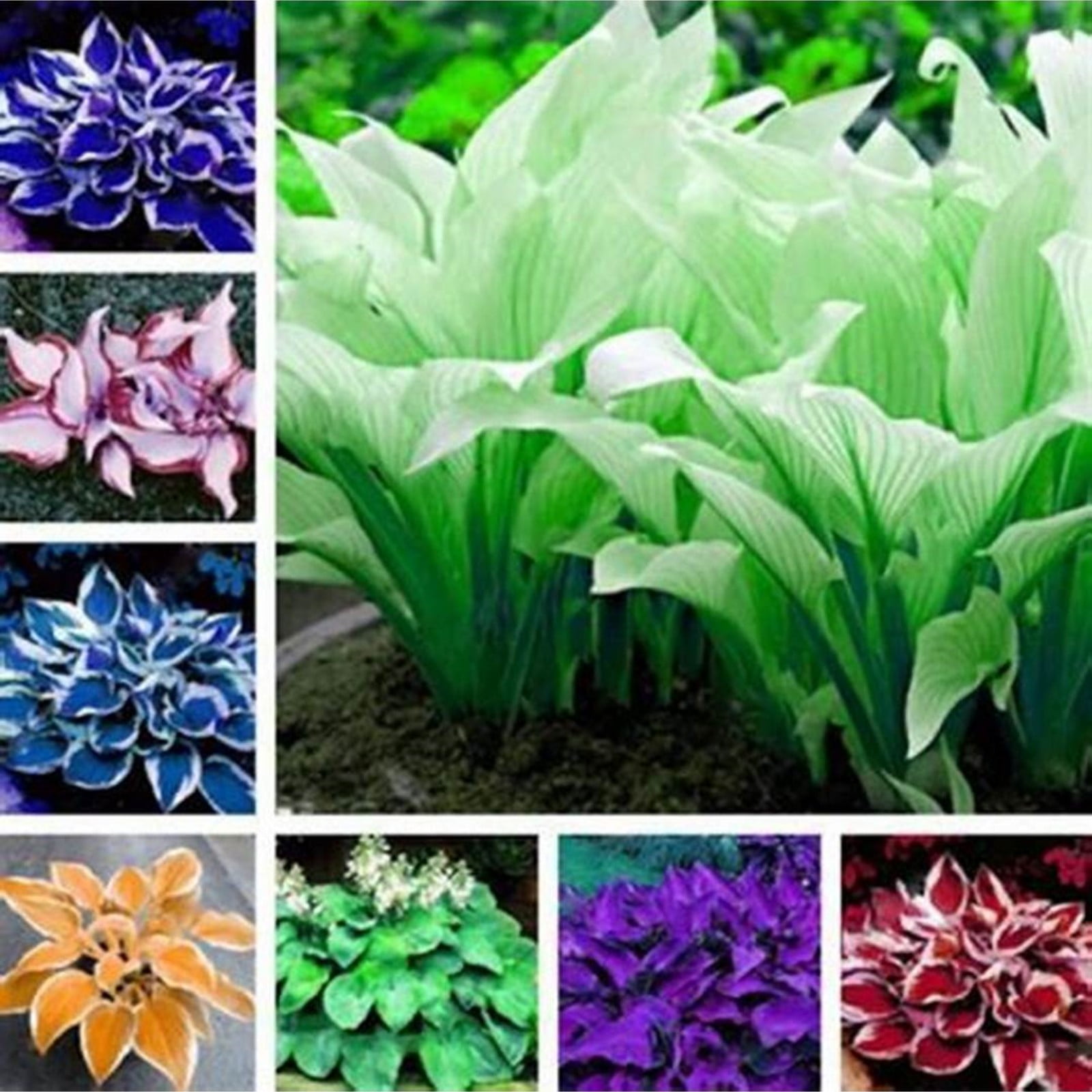 Hosta Bulbs For Planting Perennial,Gorgeous,Hosta Plants Outdoor ...