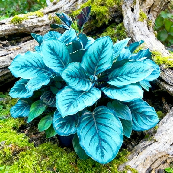 Hosta Bulbs--Garden Elegance Decoration-Premium garden stakes - Walmart.com