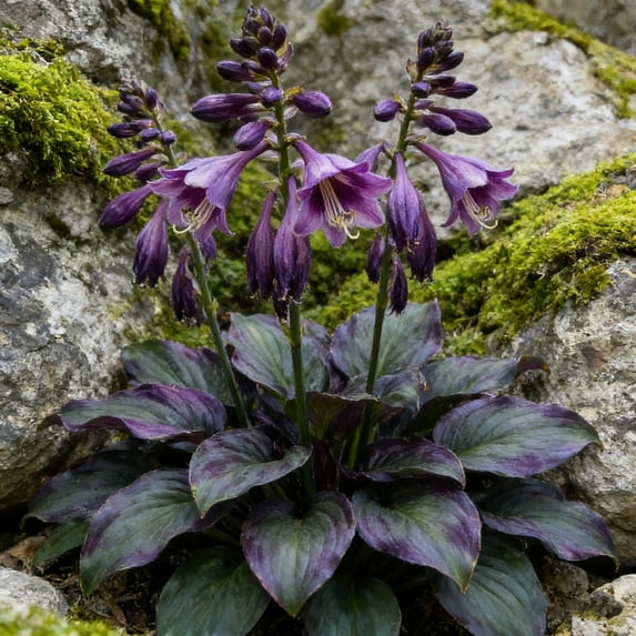 Hosta Bulbs--Garden Elegance Decoration-Premium garden stakes - Walmart.com