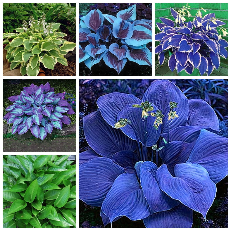 Hosta Bulbs, Ground Cover Plants, Perennial Plants, Potted Plants, Cold ...